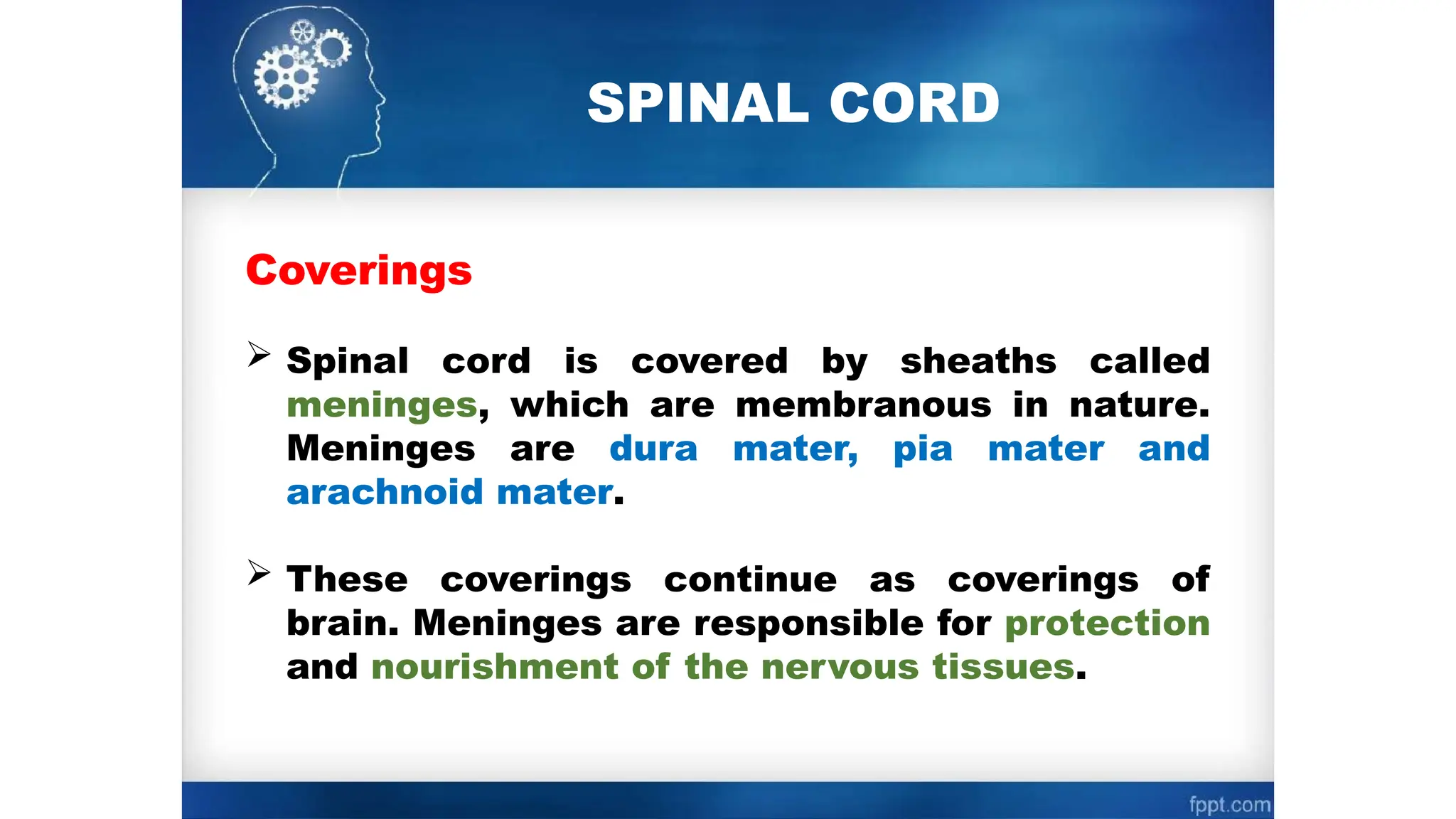 PHYSIOLOGY OF SPINAL CORD & SPINAL NERVES.pptx