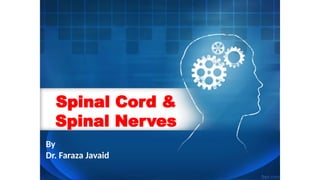 PHYSIOLOGY OF SPINAL CORD & SPINAL NERVES.pptx
