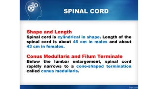 PHYSIOLOGY OF SPINAL CORD & SPINAL NERVES.pptx