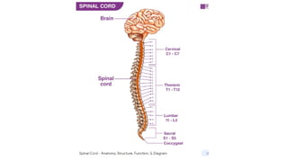 PHYSIOLOGY OF SPINAL CORD & SPINAL NERVES.pptx