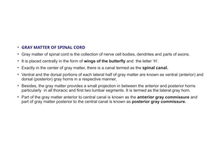 Spinal cord_tracts_structure_functions_importance | PPTX