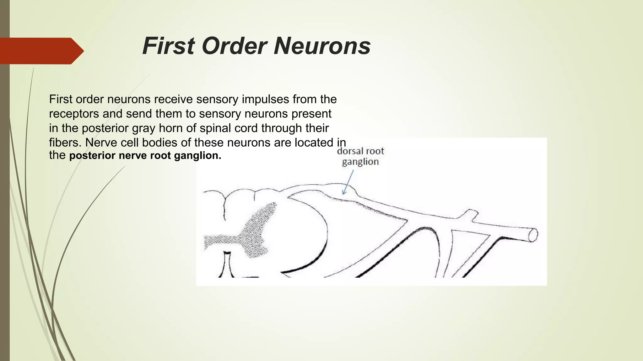 Tracts of Spinal Cord | Spinal Pathways | PPTX