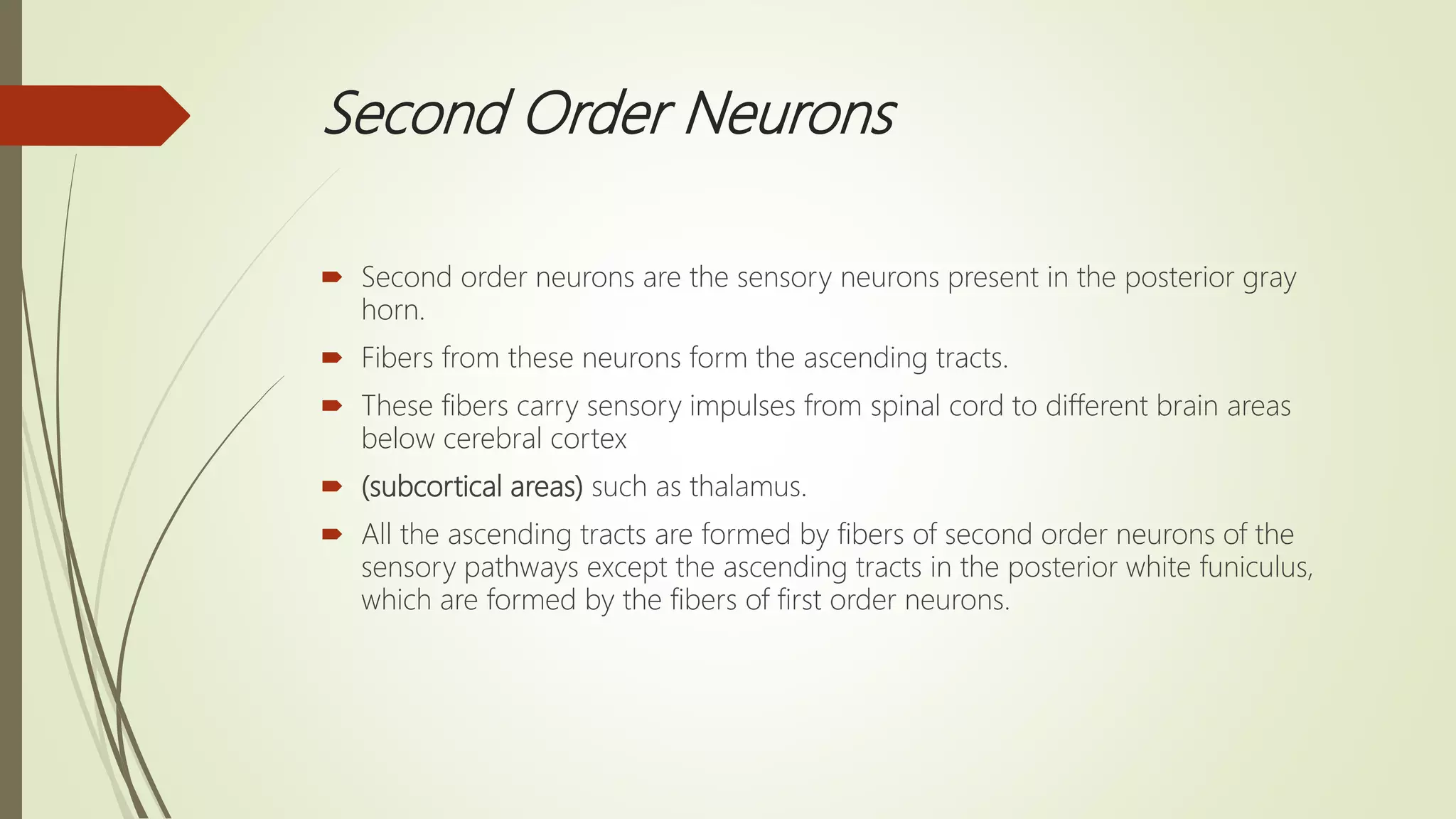 Tracts of Spinal Cord | Spinal Pathways | PPTX