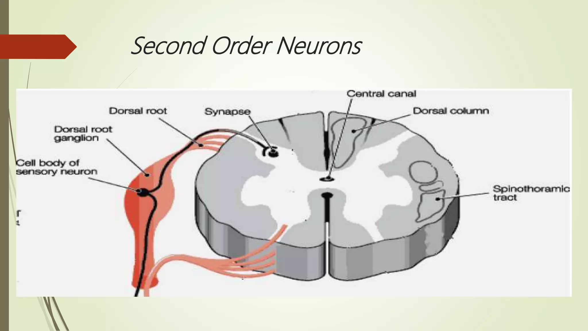 Tracts of Spinal Cord | Spinal Pathways | PPTX