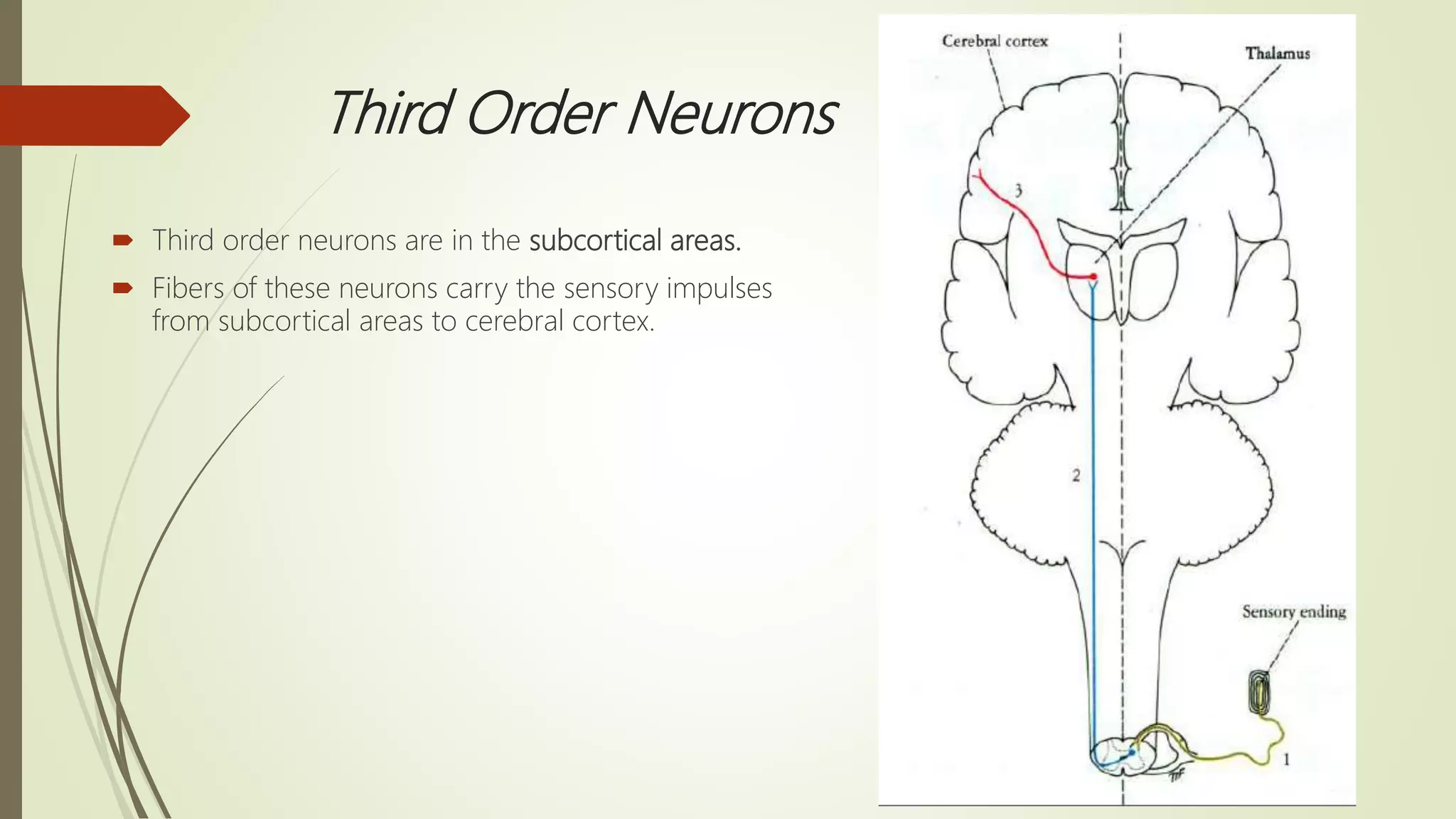 Tracts of Spinal Cord | Spinal Pathways | PPTX