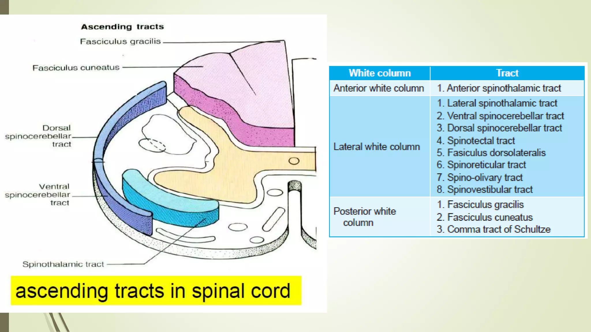 Tracts of Spinal Cord | Spinal Pathways | PPTX