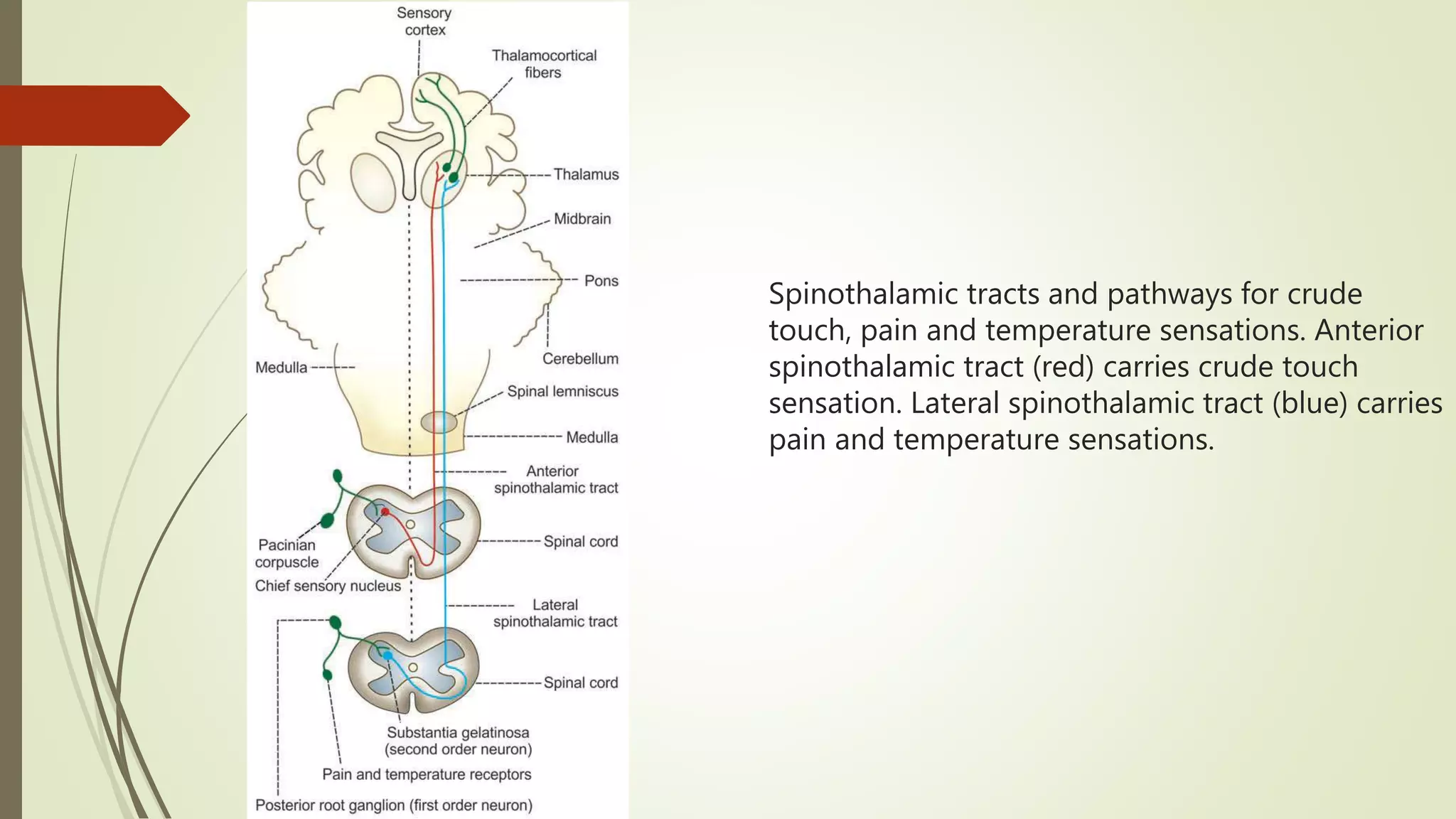 Tracts of Spinal Cord | Spinal Pathways | PPTX