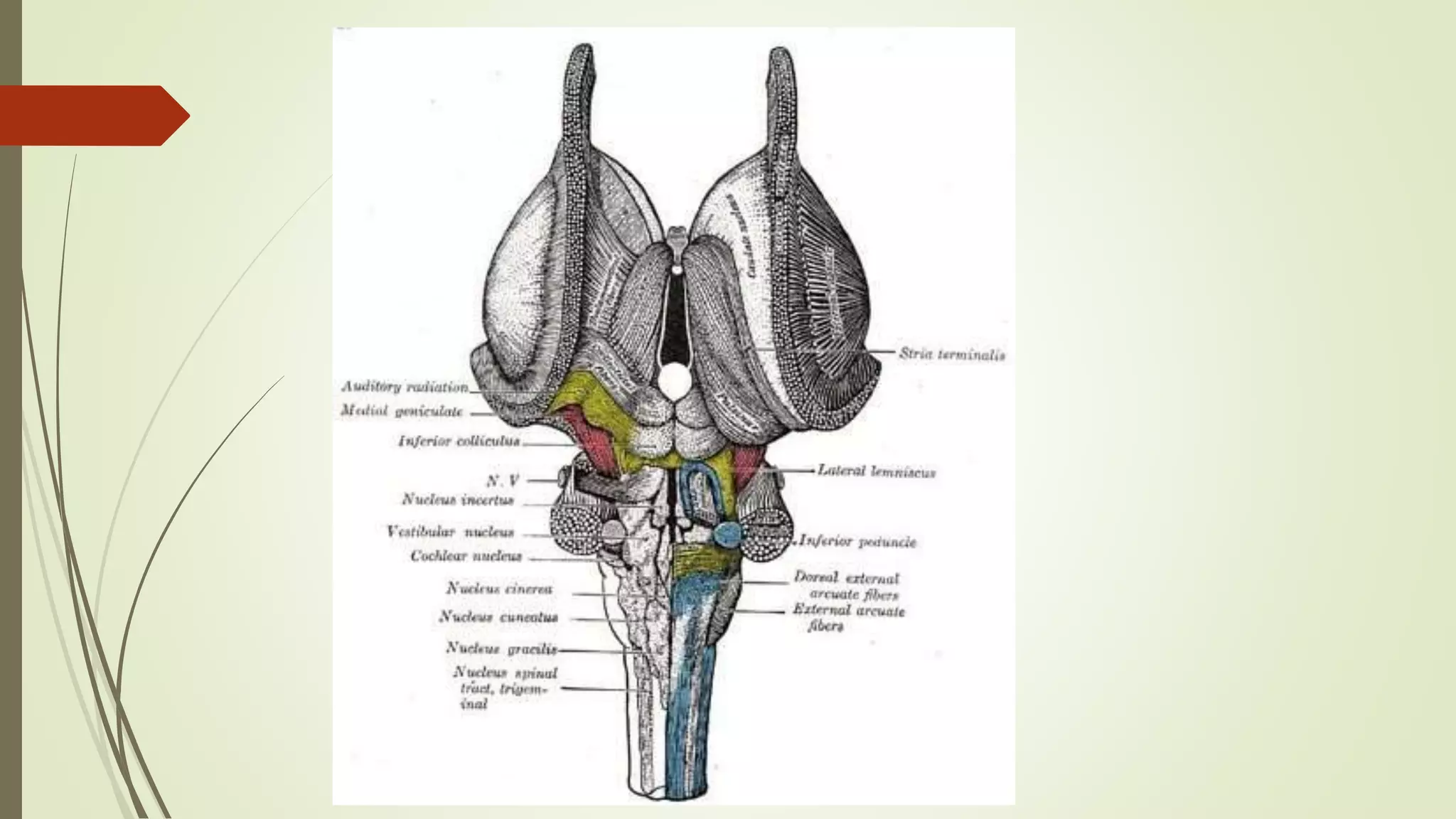 Tracts of Spinal Cord | Spinal Pathways | PPTX