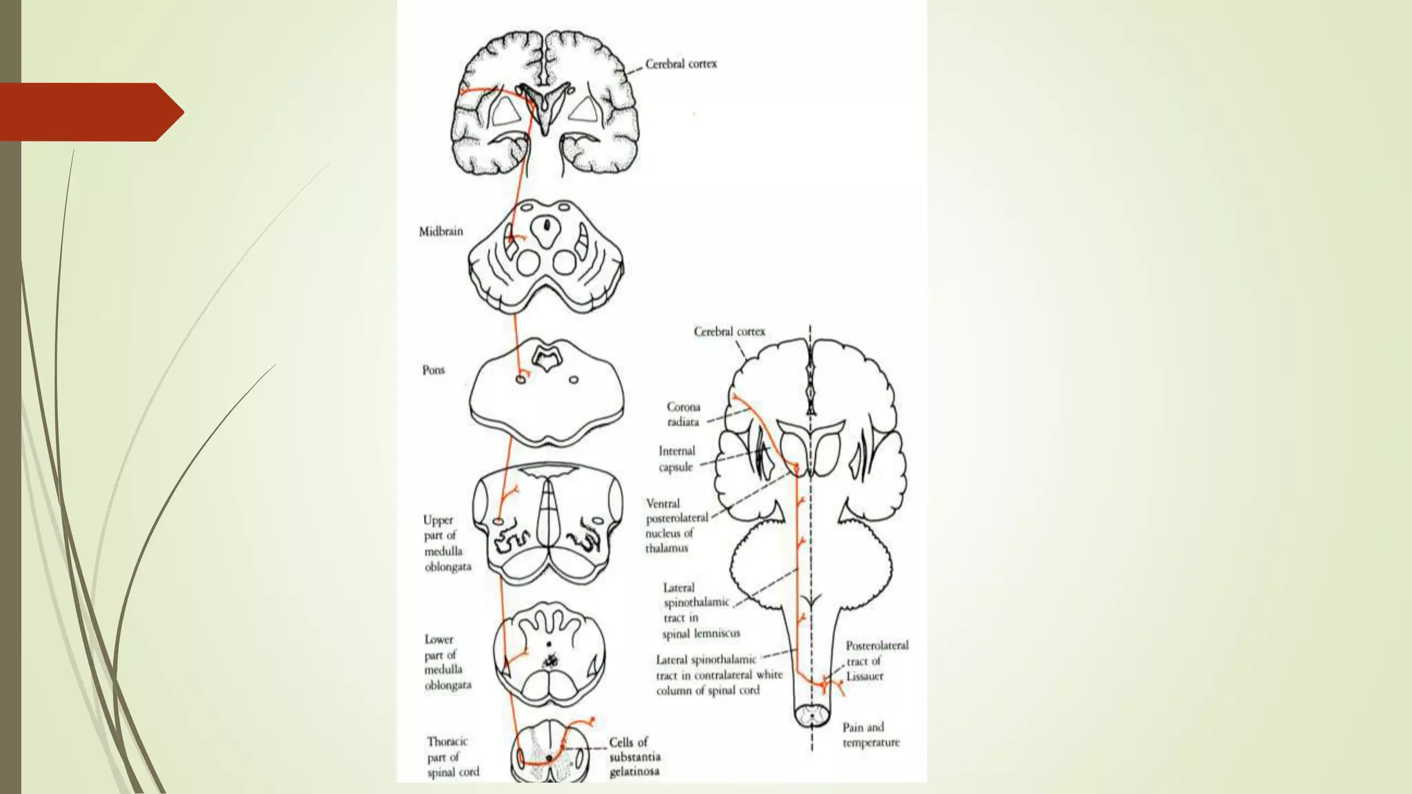 Tracts of Spinal Cord | Spinal Pathways | PPTX