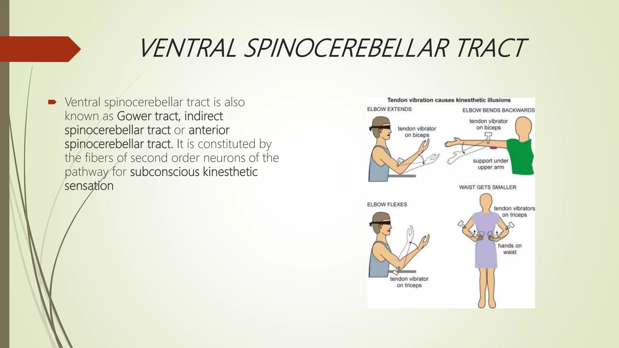 Tracts of Spinal Cord | Spinal Pathways | PPTX