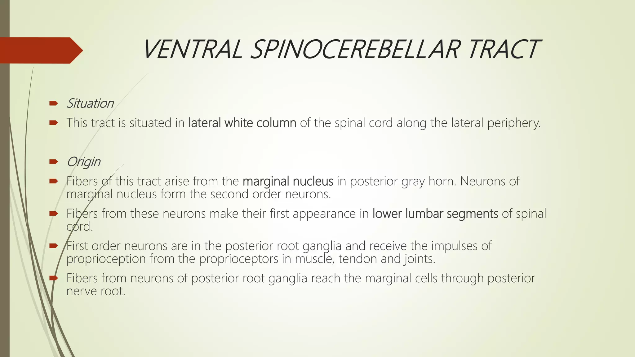 Tracts of Spinal Cord | Spinal Pathways | PPTX