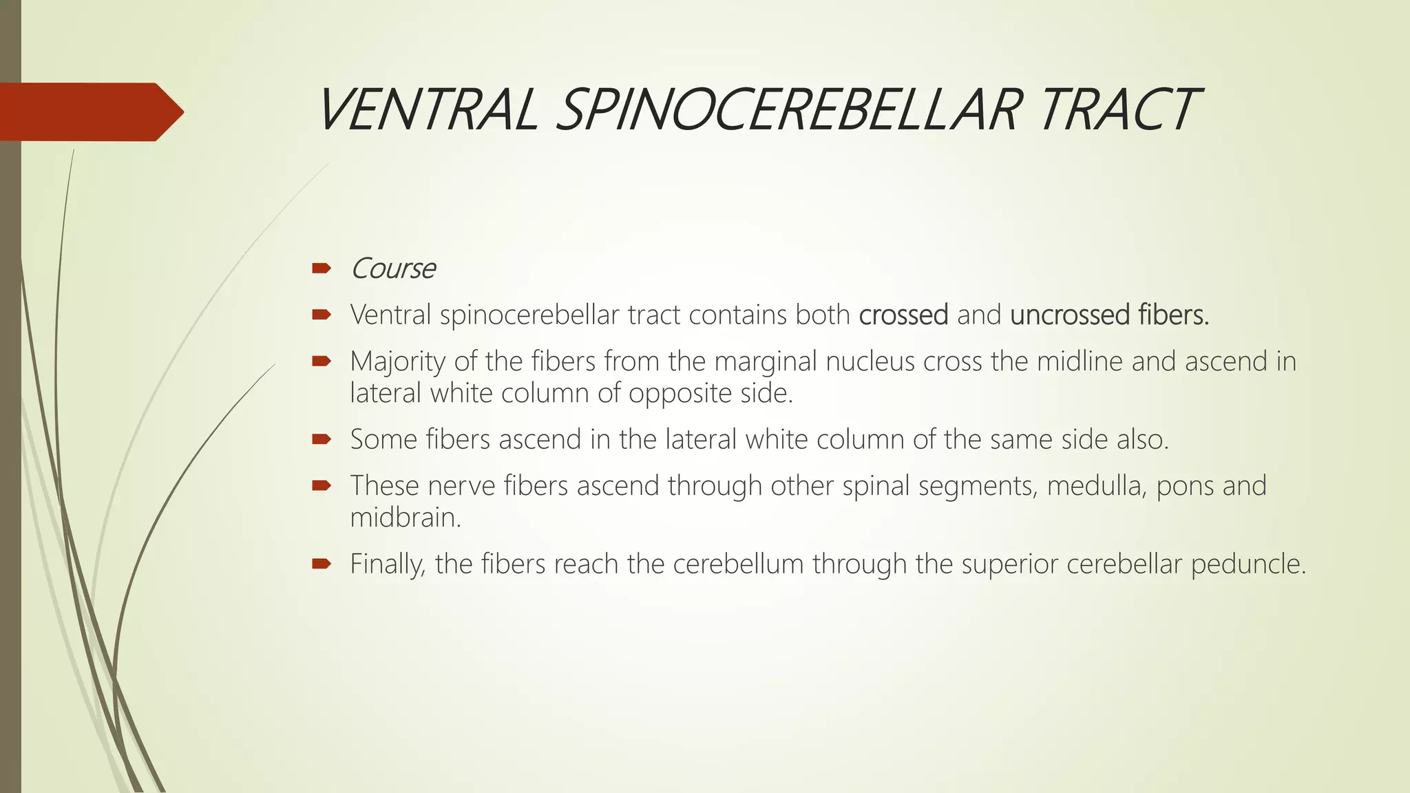 Tracts of Spinal Cord | Spinal Pathways | PPTX
