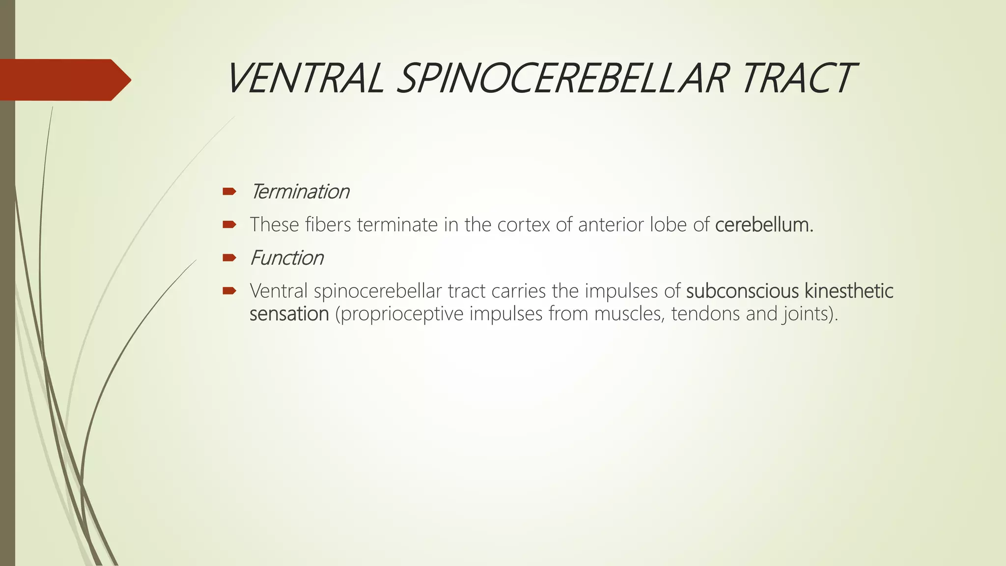 Tracts of Spinal Cord | Spinal Pathways | PPTX