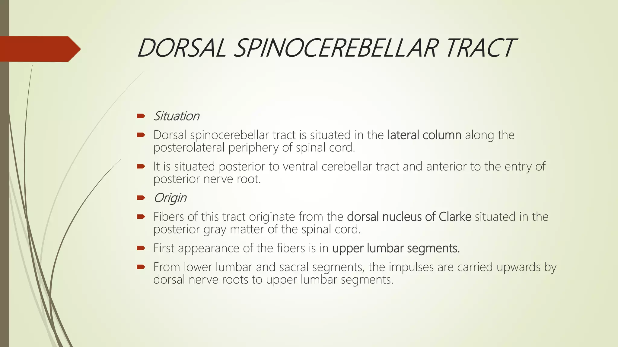 Tracts of Spinal Cord | Spinal Pathways | PPTX