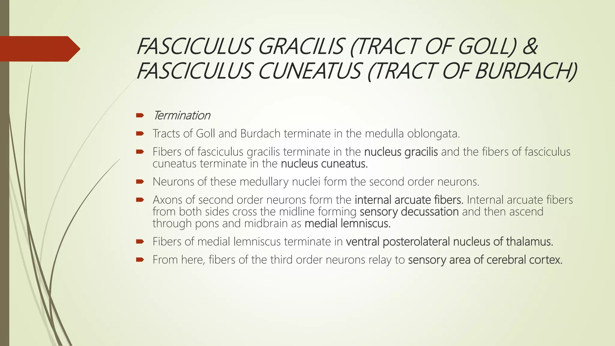 Tracts of Spinal Cord | Spinal Pathways | PPTX