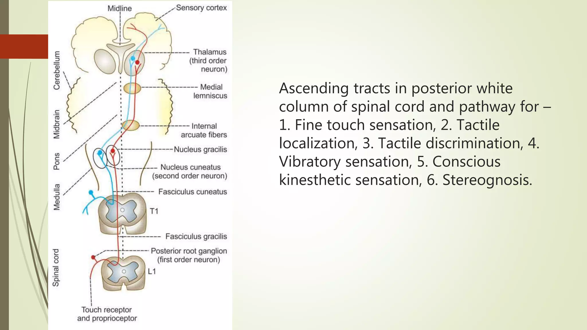 Tracts of Spinal Cord | Spinal Pathways | PPTX