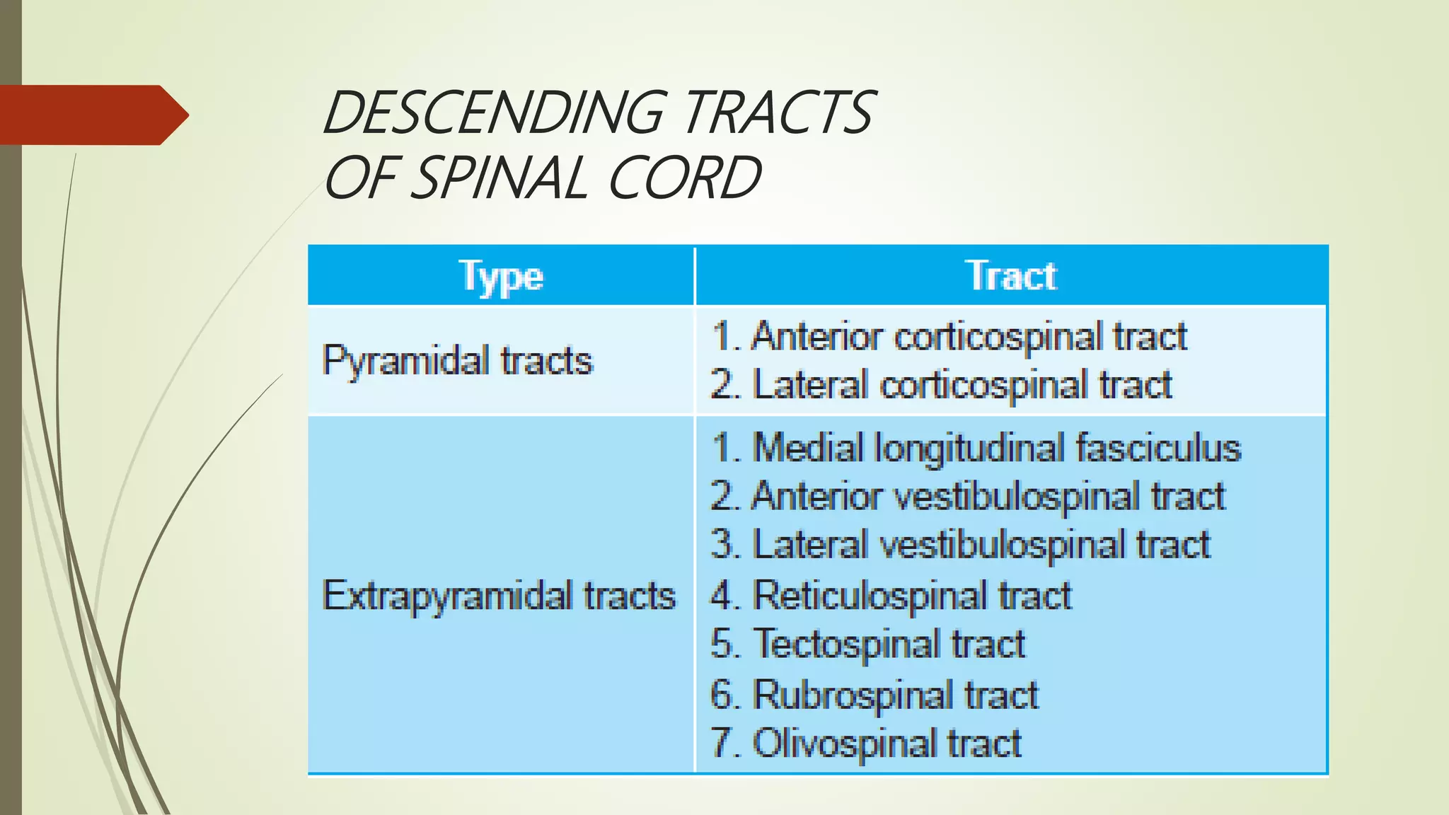 Tracts of Spinal Cord | Spinal Pathways | PPTX