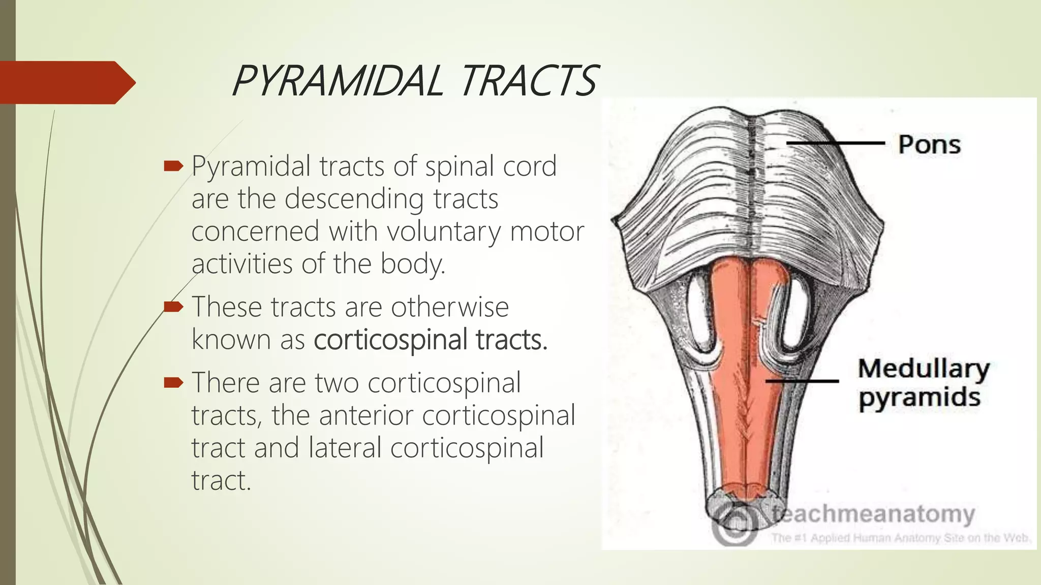 Tracts of Spinal Cord | Spinal Pathways | PPTX