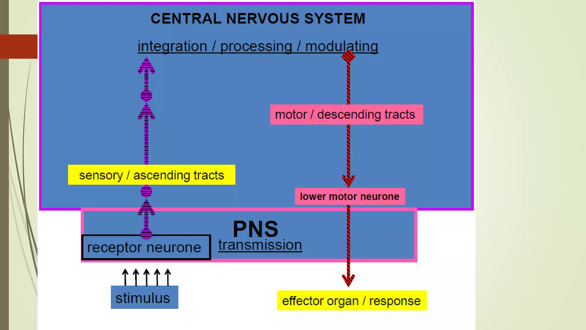 Tracts of Spinal Cord | Spinal Pathways | PPTX