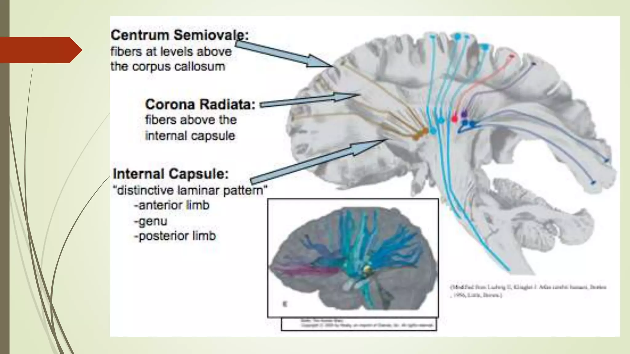 Tracts of Spinal Cord | Spinal Pathways | PPTX