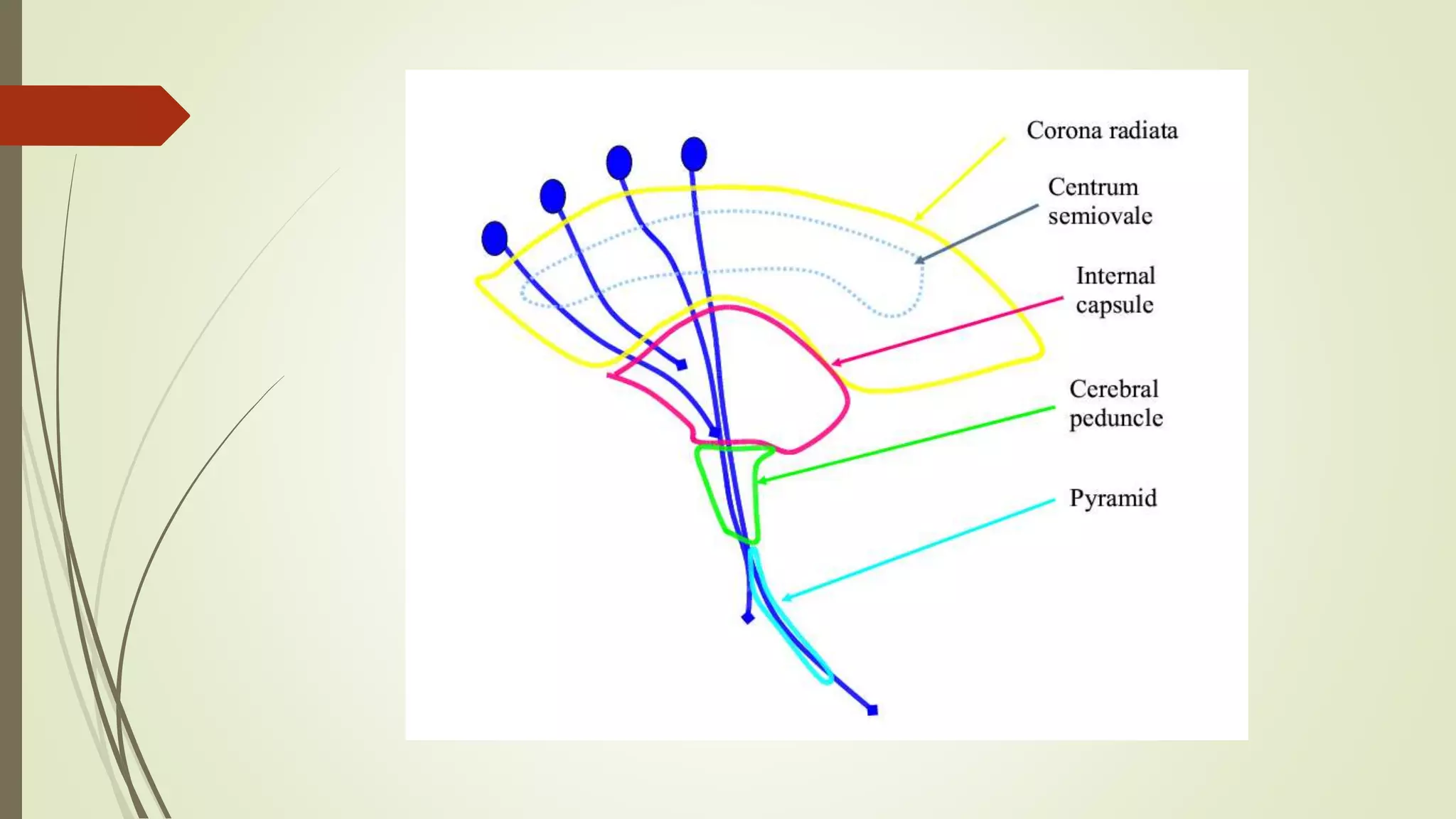 Tracts of Spinal Cord | Spinal Pathways | PPTX