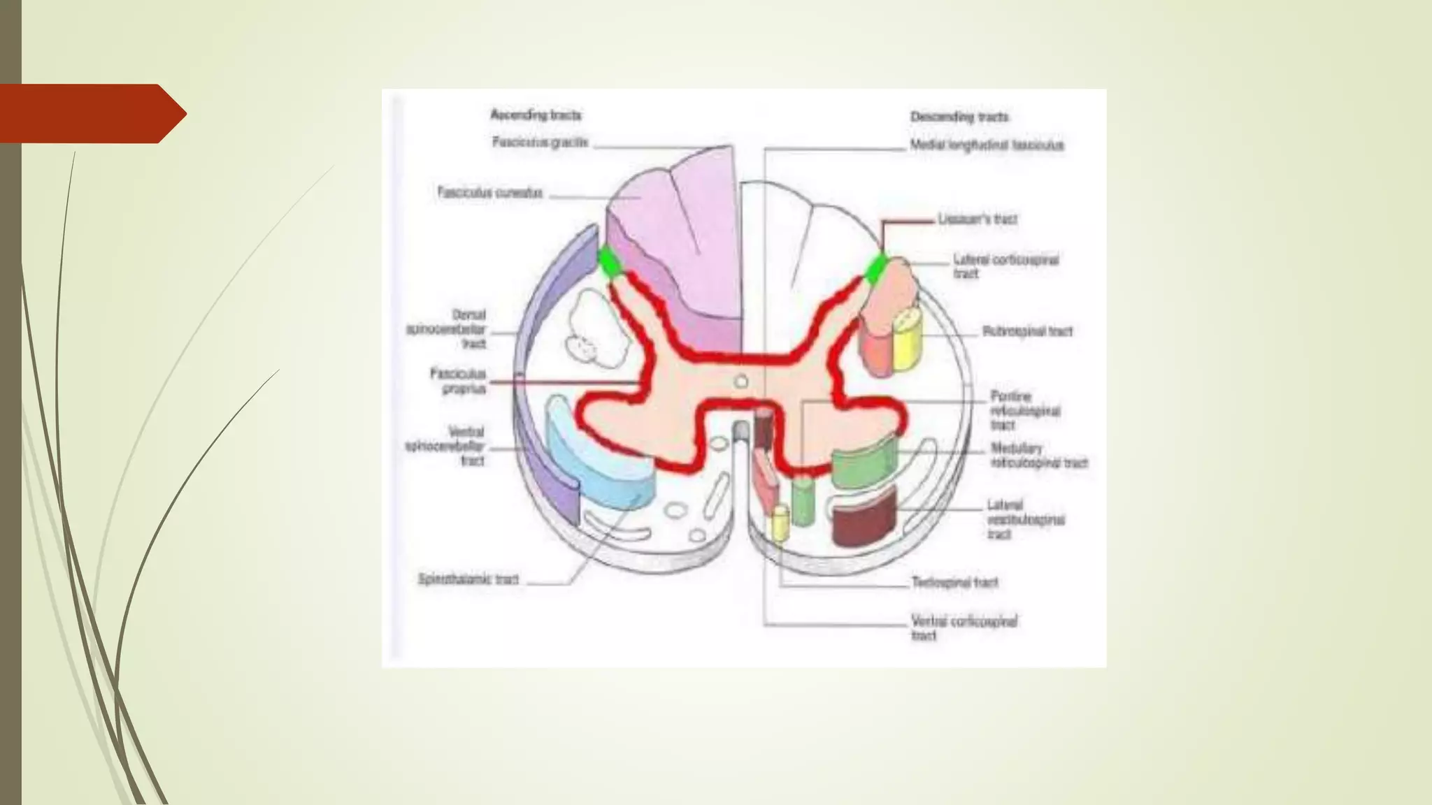 Tracts of Spinal Cord | Spinal Pathways | PPTX
