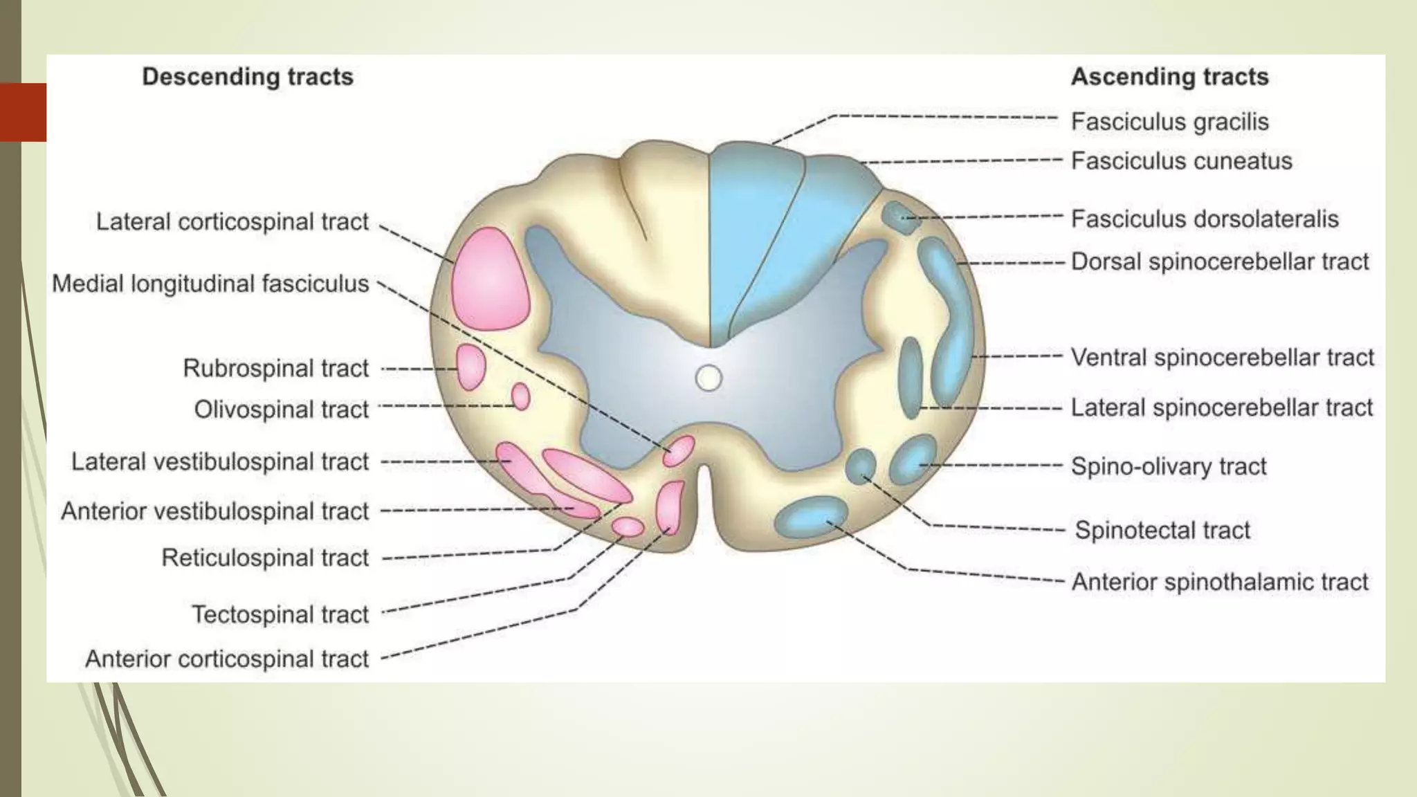 Tracts of Spinal Cord | Spinal Pathways | PPTX