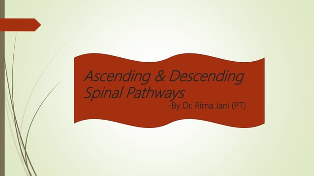Tracts of Spinal Cord | Spinal Pathways | PPTX
