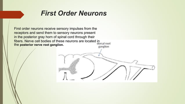 Tracts of Spinal Cord | Spinal Pathways | PPTX