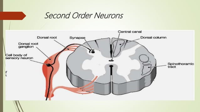 Tracts of Spinal Cord | Spinal Pathways | PPTX
