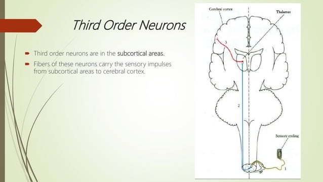 Tracts of Spinal Cord | Spinal Pathways | PPTX