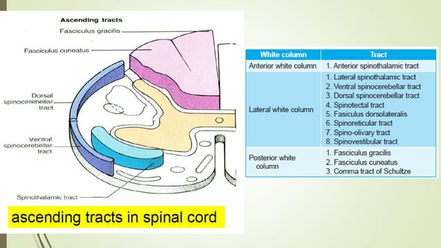 Tracts of Spinal Cord | Spinal Pathways | PPTX