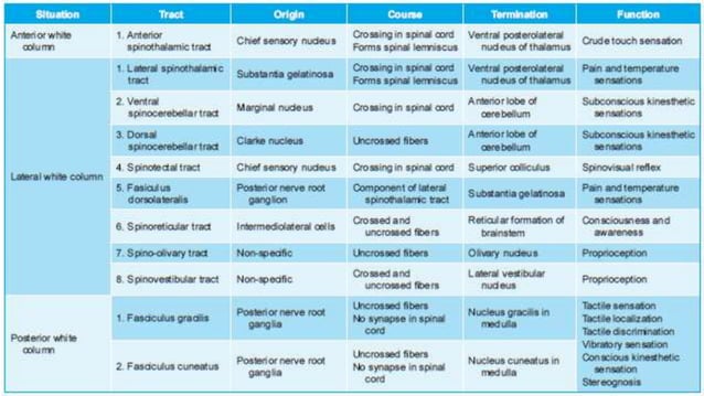 Tracts of Spinal Cord | Spinal Pathways | PPTX