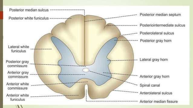 Tracts of Spinal Cord | Spinal Pathways | PPTX