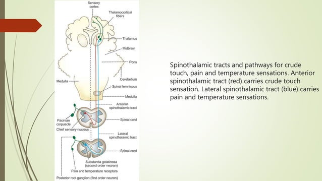 Tracts of Spinal Cord | Spinal Pathways | PPTX