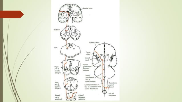 Tracts of Spinal Cord | Spinal Pathways | PPTX