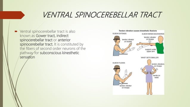 Tracts of Spinal Cord | Spinal Pathways | PPTX
