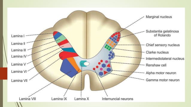 Tracts of Spinal Cord | Spinal Pathways | PPTX