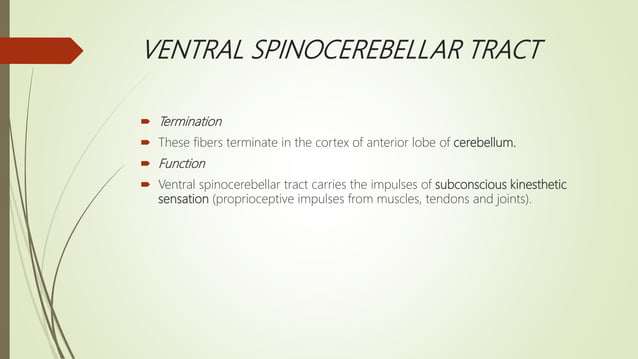 Tracts of Spinal Cord | Spinal Pathways | PPTX
