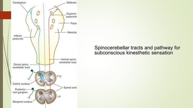 Tracts of Spinal Cord | Spinal Pathways | PPTX