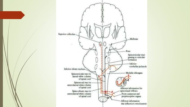 Tracts of Spinal Cord | Spinal Pathways | PPTX