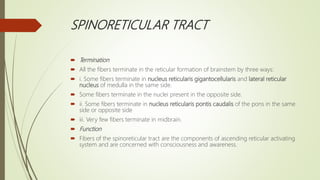 Tracts of Spinal Cord | Spinal Pathways | PPTX