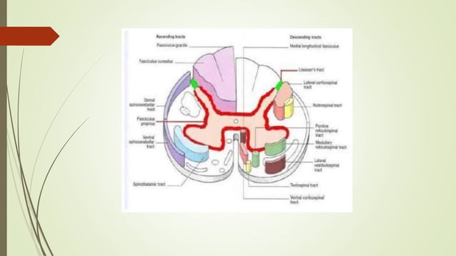 Tracts of Spinal Cord | Spinal Pathways | PPTX