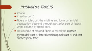 Tracts of Spinal Cord | Spinal Pathways | PPTX