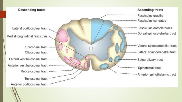 Tracts of Spinal Cord | Spinal Pathways | PPTX