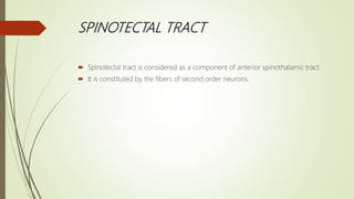 Spinotectal Tract