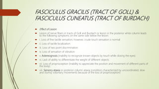 Tracts of Spinal Cord | Spinal Pathways | PPT
