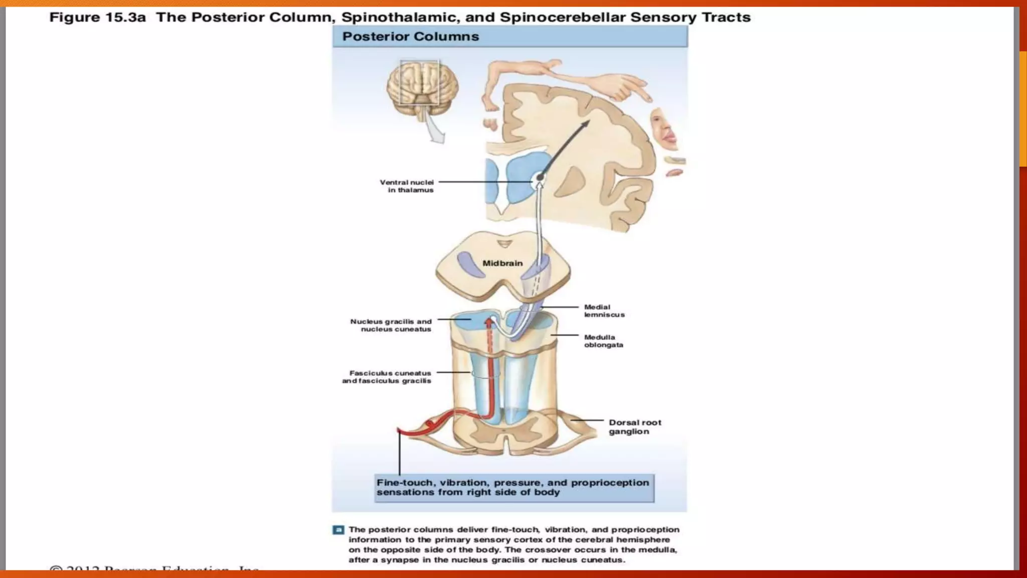 Spinal cord tracts | PPTX