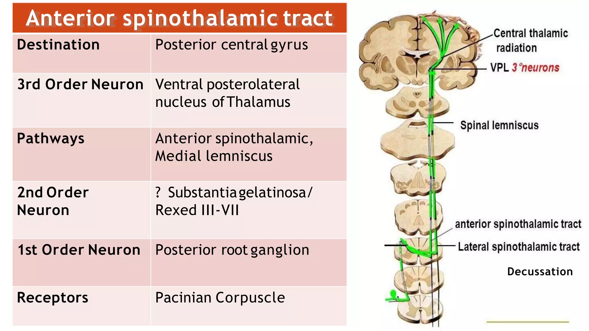 Spinal_cord_Tracts.pptx