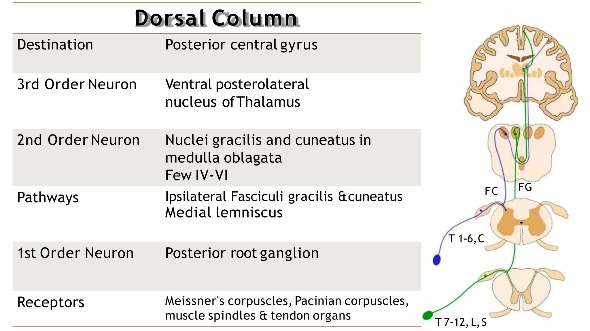 Spinal_cord_Tracts.pptx